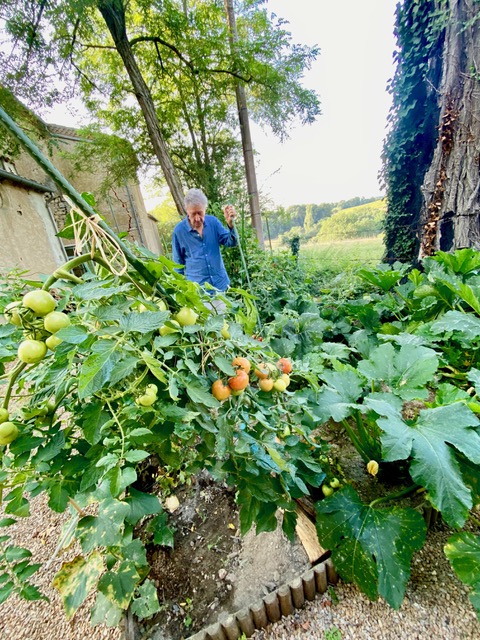 Tomato Patch | Robin Ellis