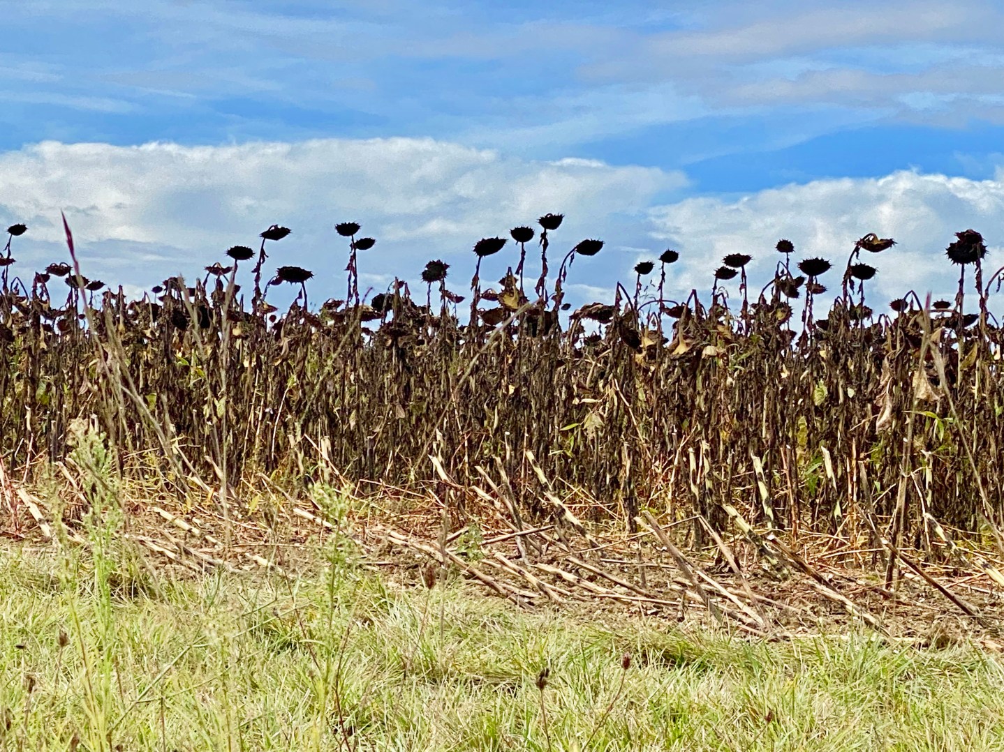 Robin Ellis | Actor, writer, cook and author