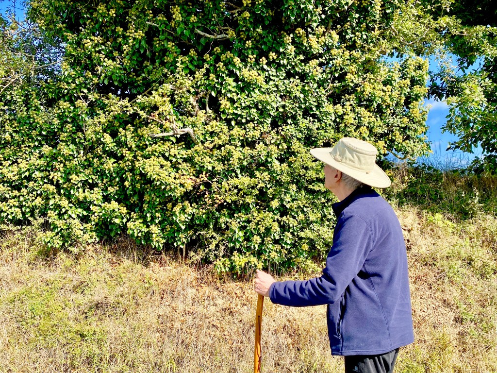 Robin Ellis | Actor, writer, cook and author